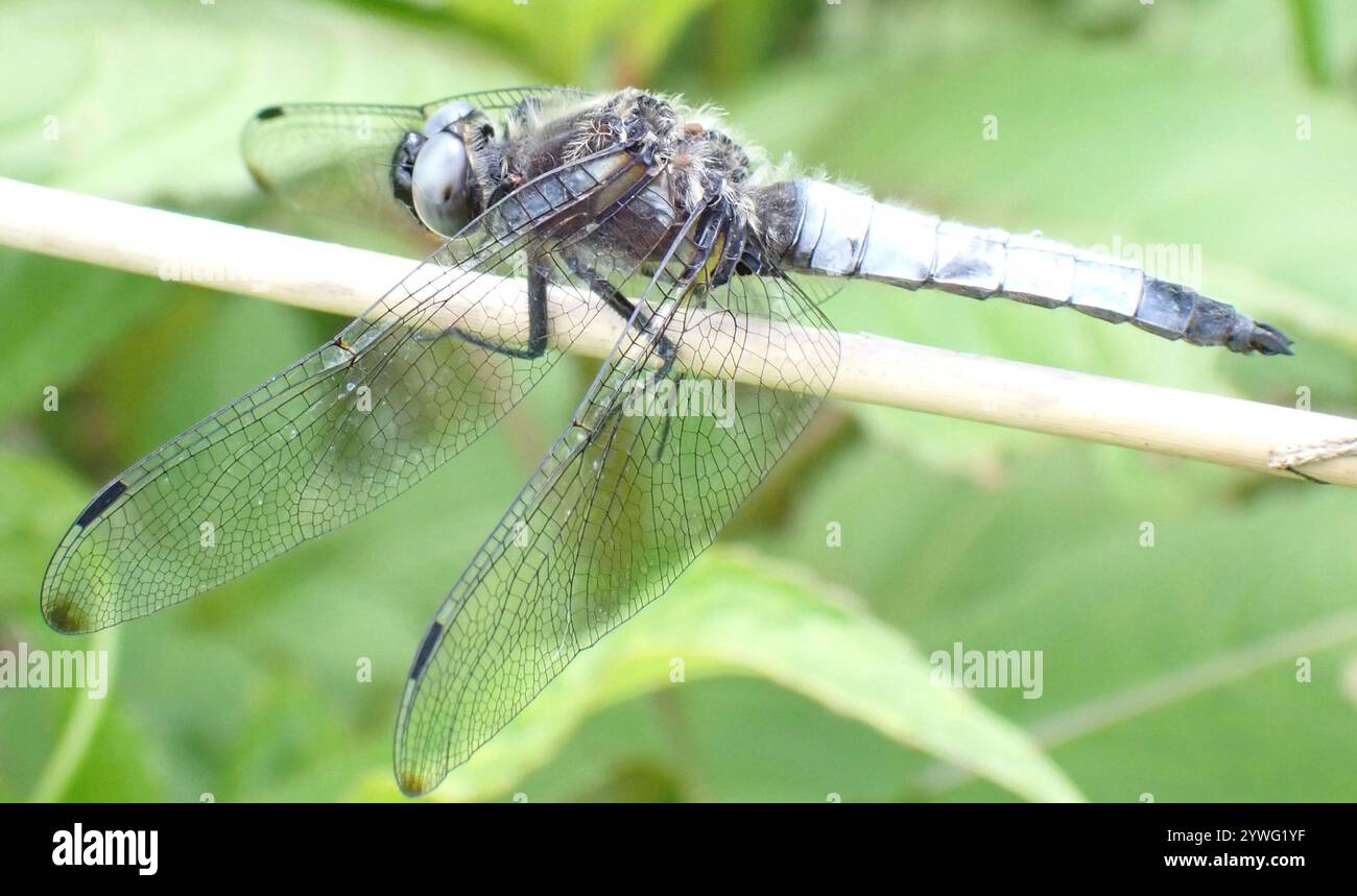 Scarce Chaser (Libellula fulva Stock Photo - Alamy