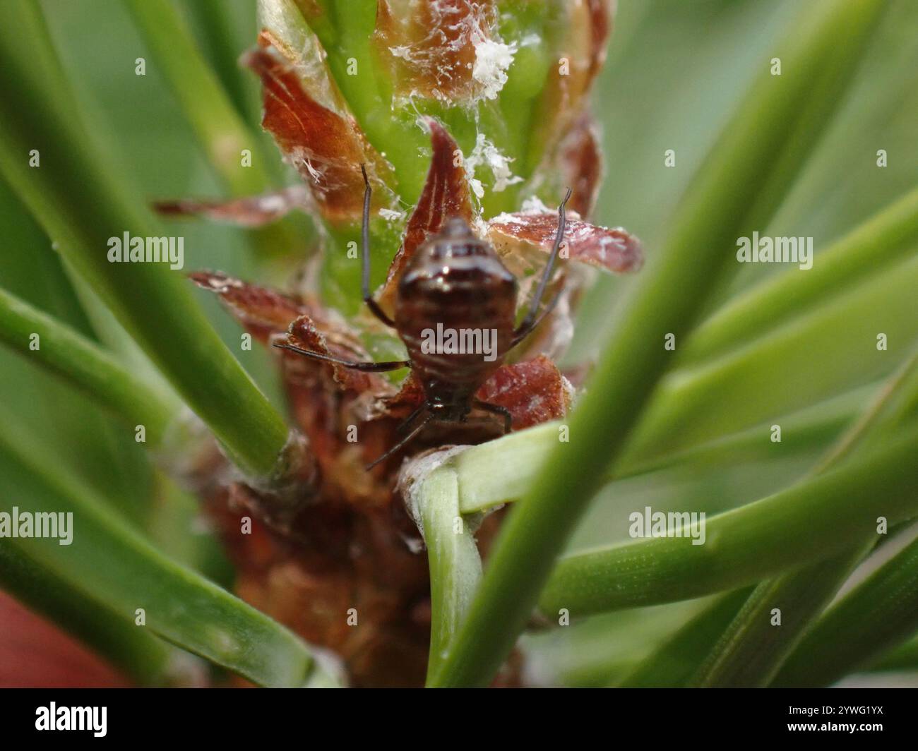 Giant Conifer Aphids (Cinara Stock Photo - Alamy