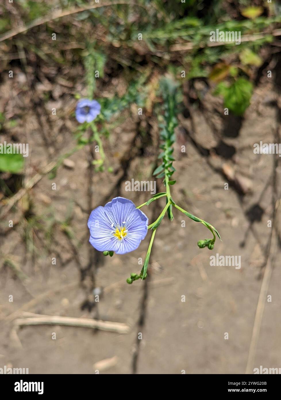 Lewis flax (Linum lewisii Stock Photo - Alamy