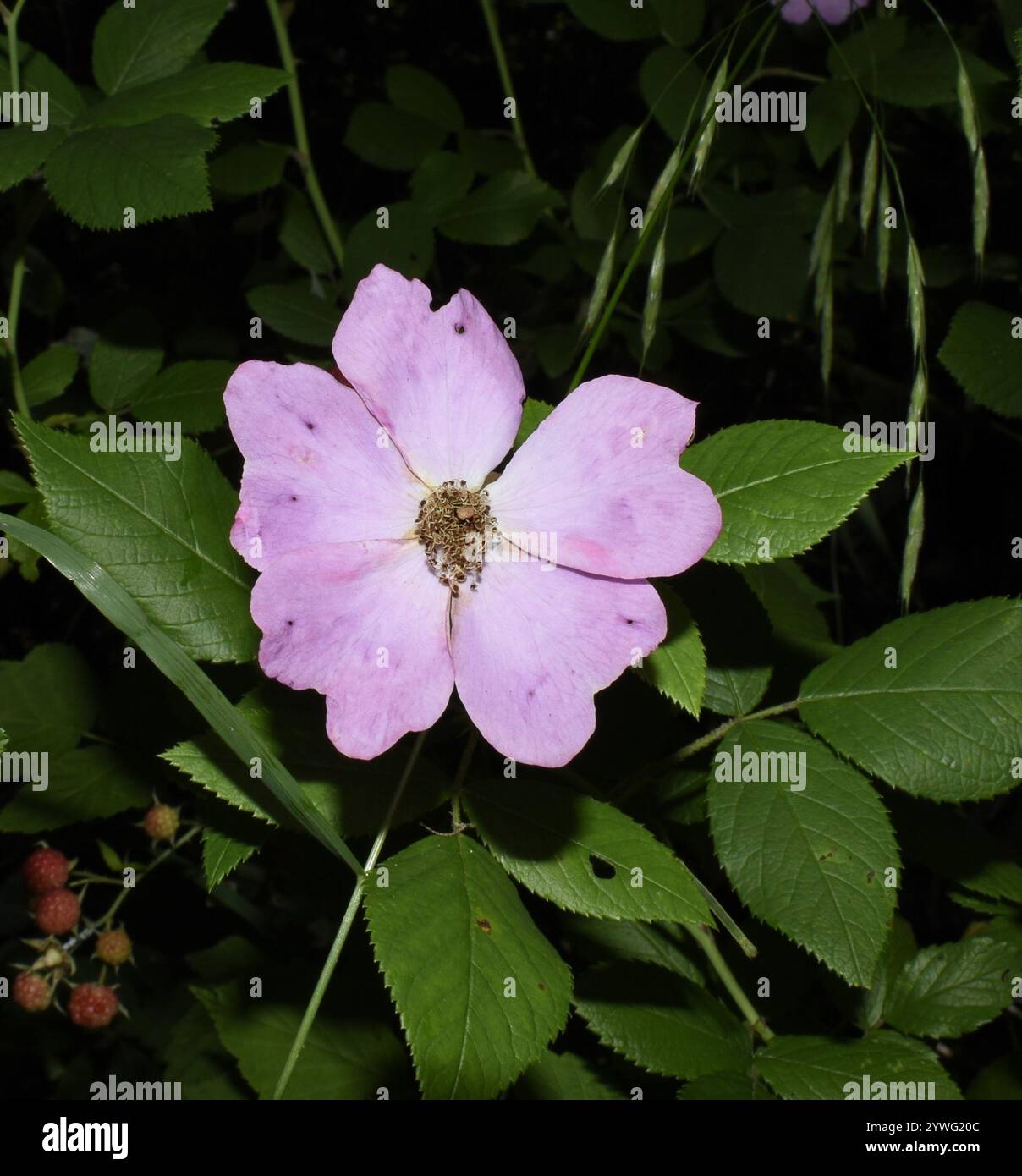 climbing prairie rose (Rosa setigera Stock Photo - Alamy