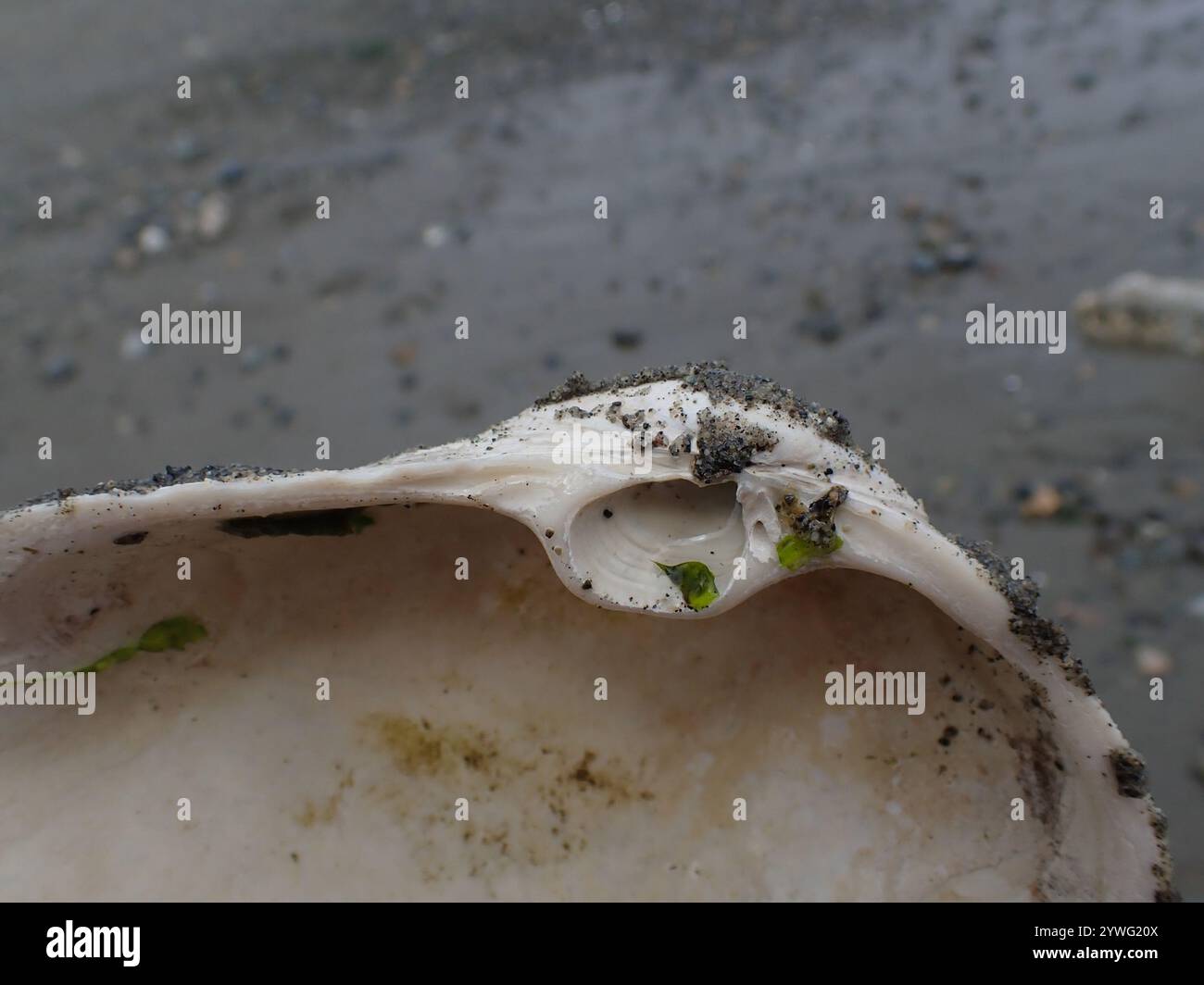 Tresus hi-res stock photography and images - Alamy