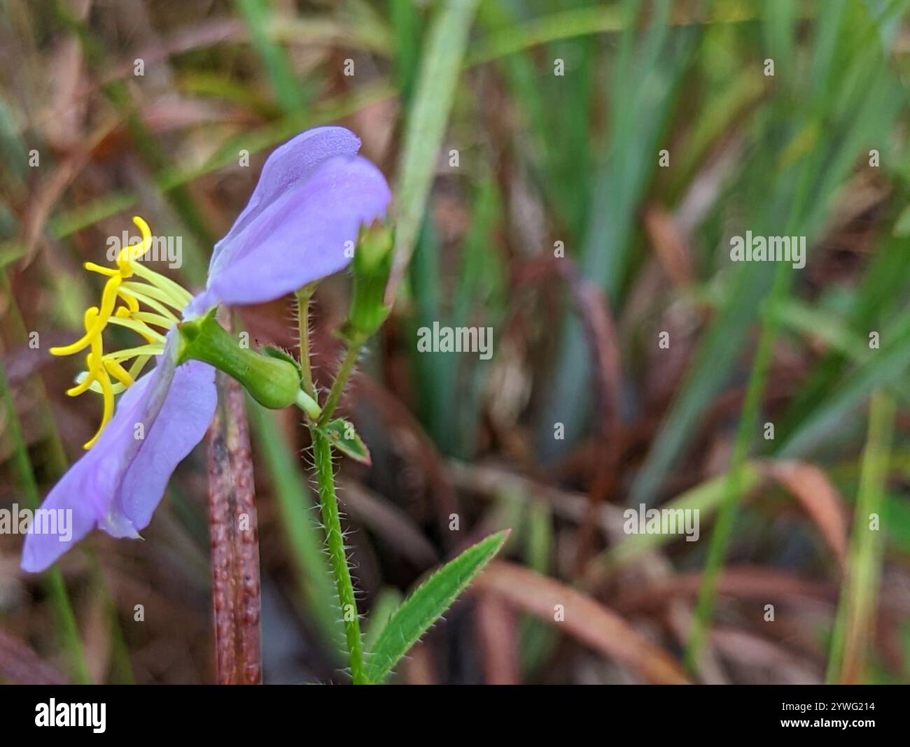 Maid Marian (Rhexia nashii Stock Photo - Alamy
