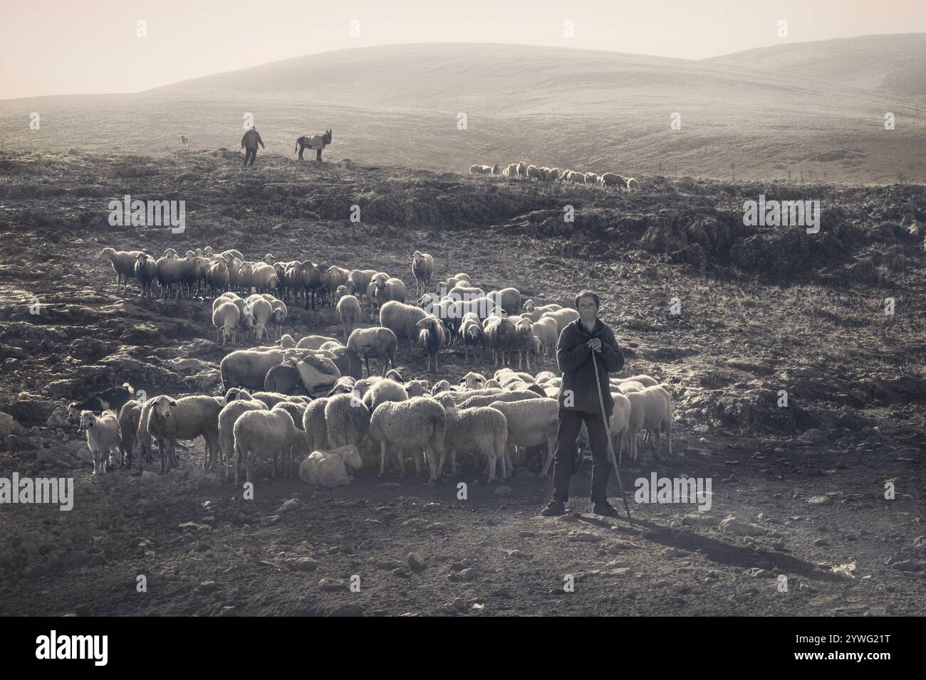 Herd of sheep and shepherds in the countryside of Denizli, Turkey Stock ...