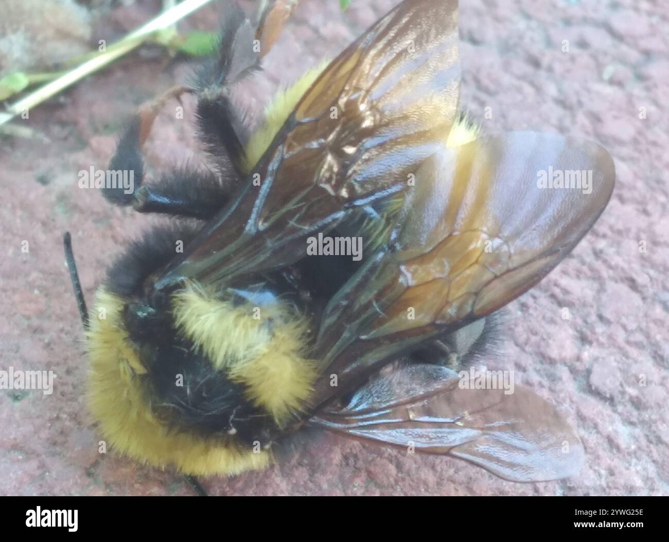 Northern Amber Bumble Bee (Bombus borealis Stock Photo - Alamy