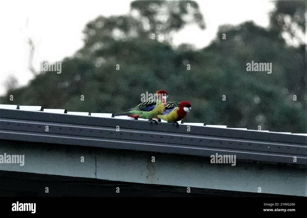 Southeast Eastern Rosella (Platycercus eximius eximius Stock Photo - Alamy