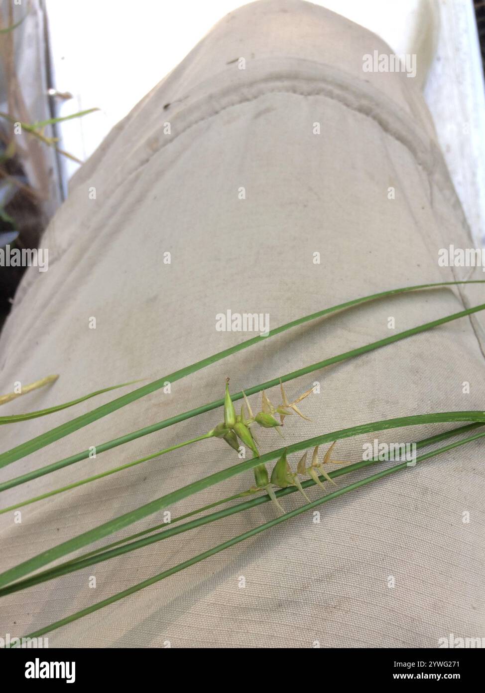 southern long sedge (Carex lonchocarpa Stock Photo - Alamy
