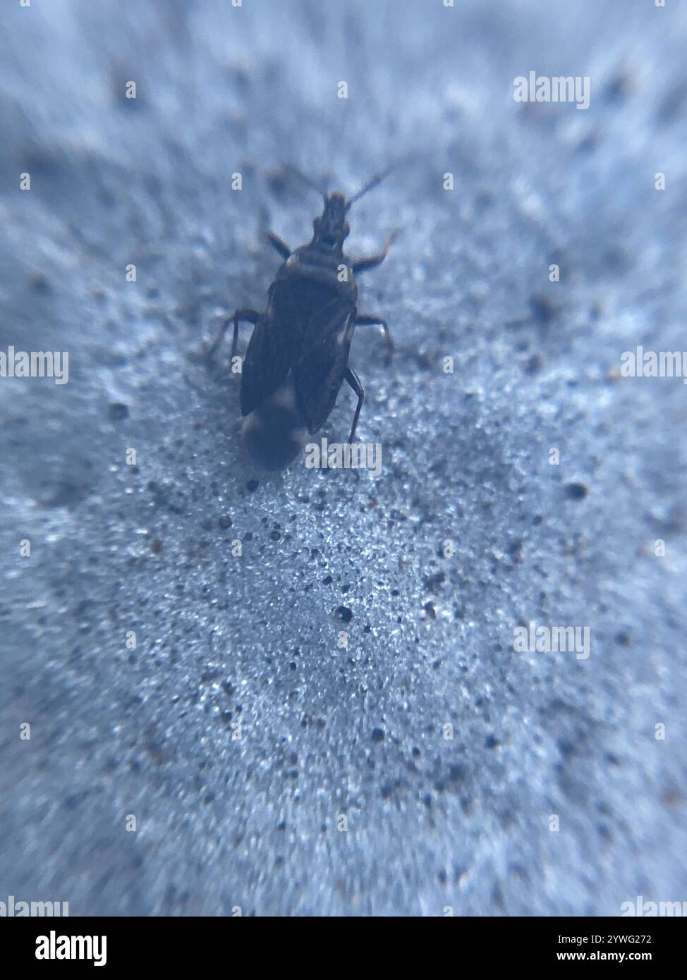 Minute pirate bugs (Anthocoridae Stock Photo - Alamy