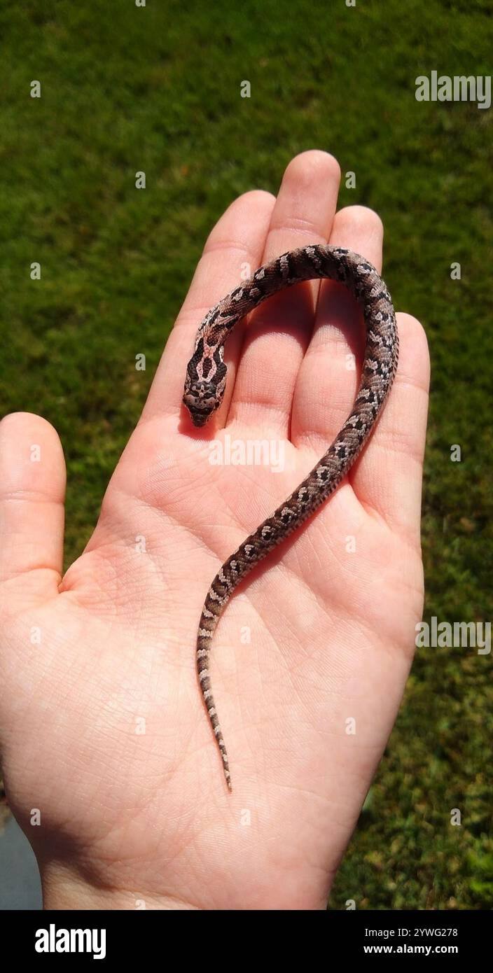 Eastern Hognose Snake (Heterodon platirhinos Stock Photo - Alamy