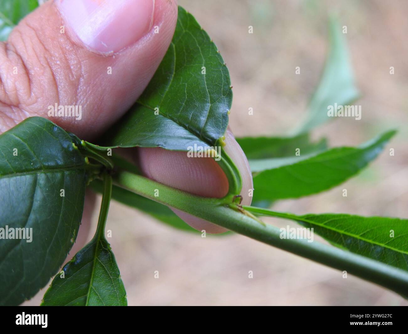 Gall and Rust Mites (Eriophyidae Stock Photo - Alamy