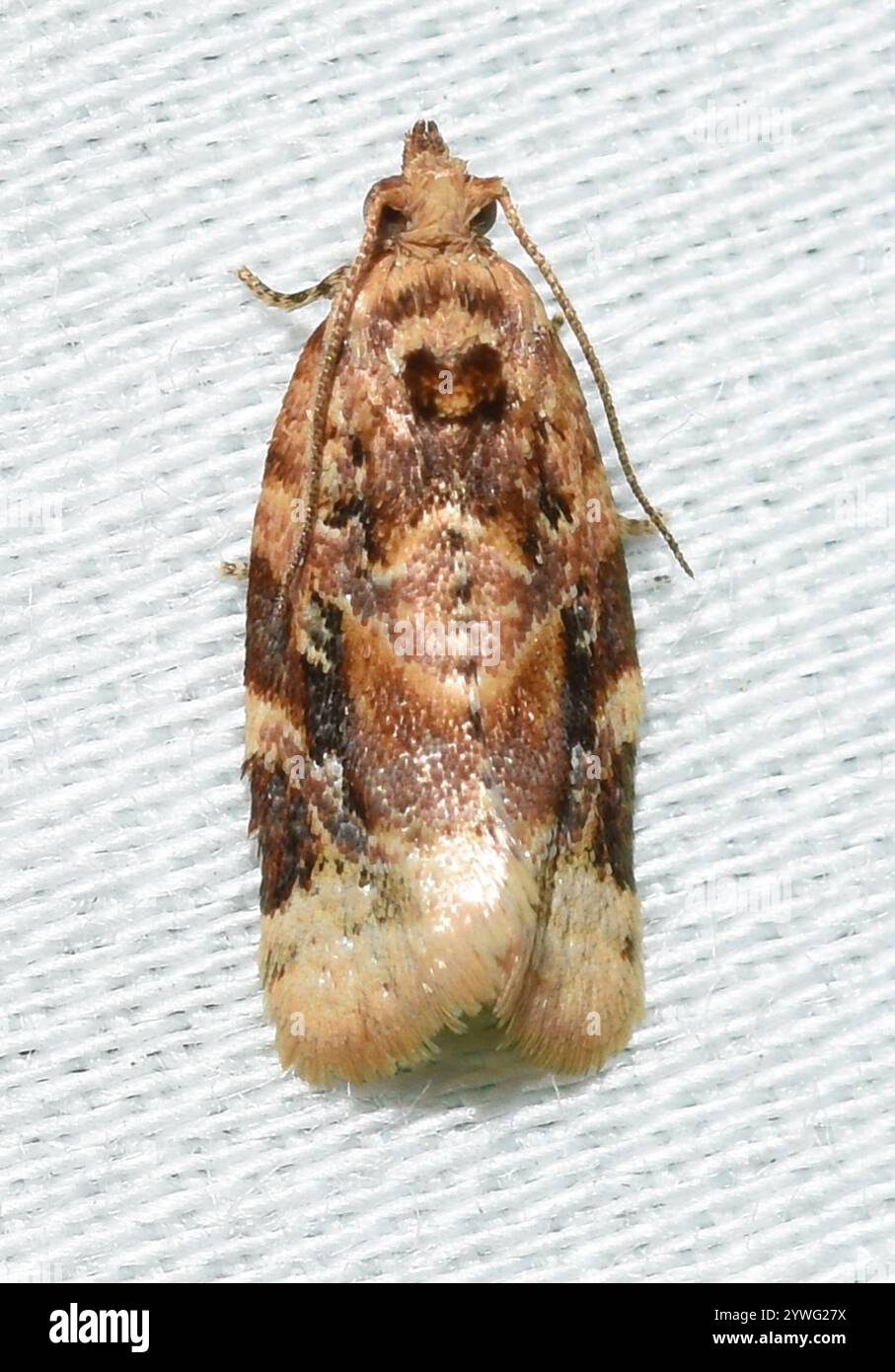 Red-banded Leafroller Moth (Argyrotaenia velutinana Stock Photo - Alamy