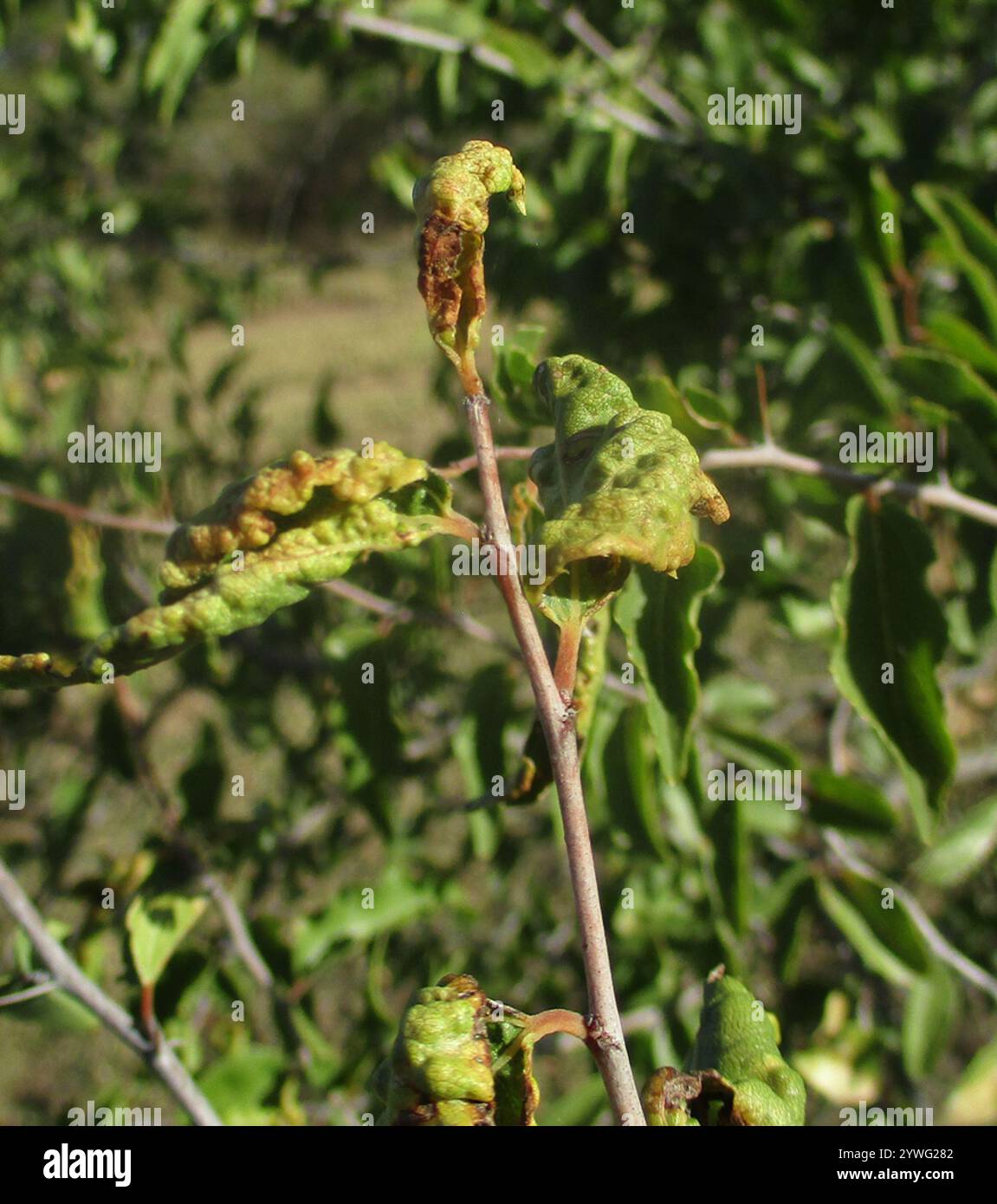 buffalo-thorn (Ziziphus mucronata Stock Photo - Alamy