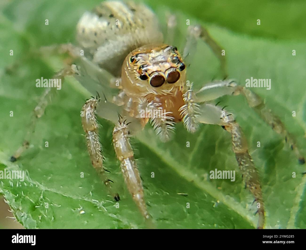Sylvan Jumping Spider (Colonus sylvanus Stock Photo - Alamy