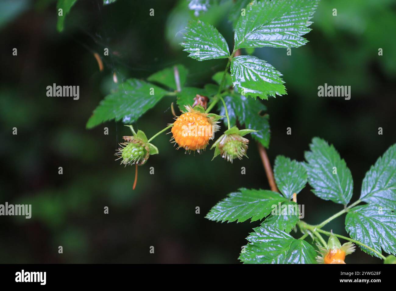 Salmonberry (Rubus spectabilis Stock Photo - Alamy