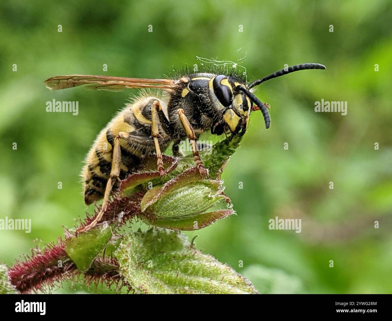 Common European Yellowjacket (Vespula vulgaris Stock Photo - Alamy