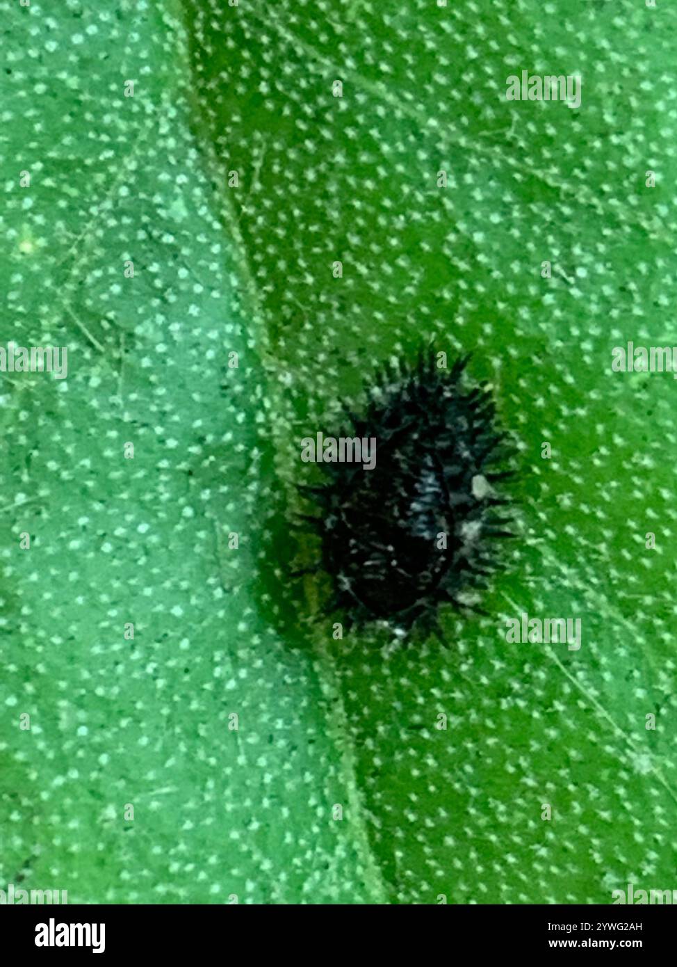 Kidney-spot Ladybird (Chilocorus renipustulatus Stock Photo - Alamy
