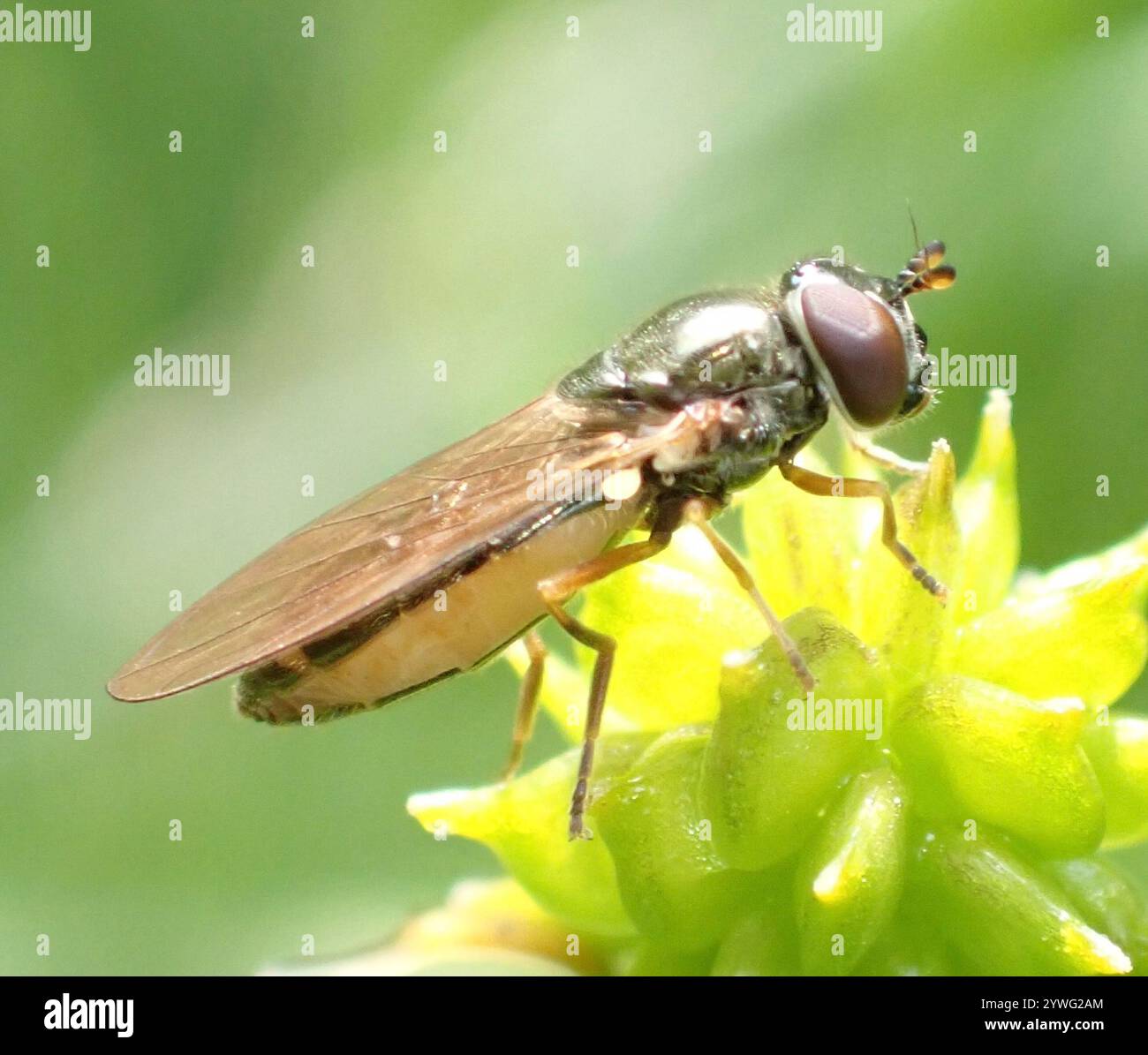 Variable Duskyface Fly (Melanostoma mellinum Stock Photo - Alamy