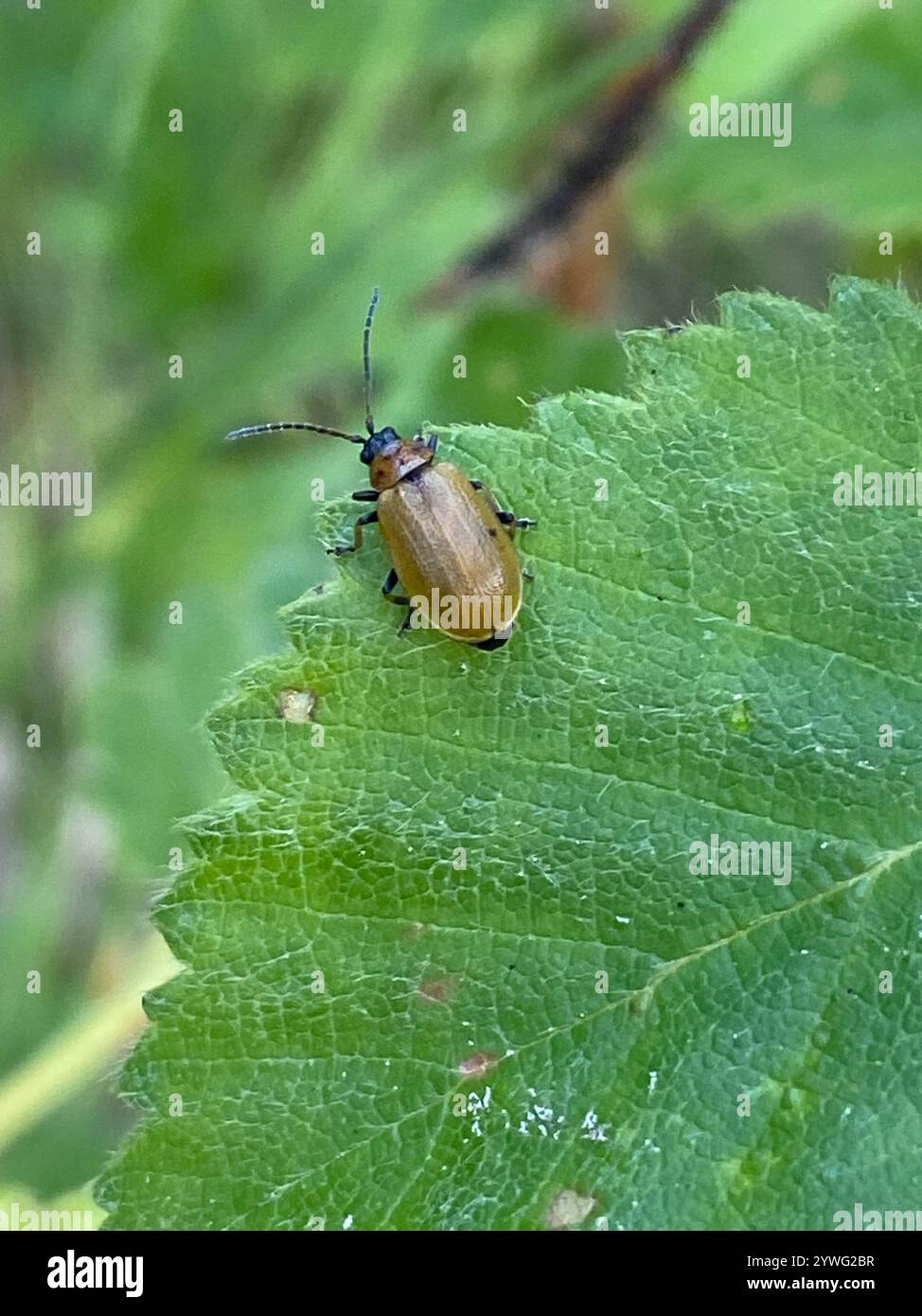 Willow Leaf Beetle (Lochmaea capreae Stock Photo - Alamy