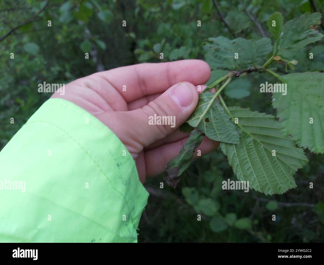 Leaf-rolling Weevils (Attelabidae Stock Photo - Alamy