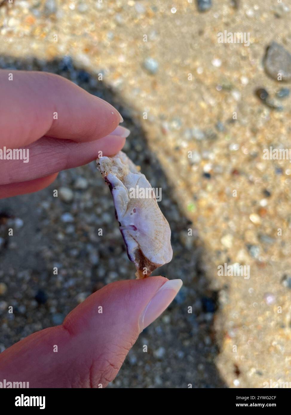 Giant Rock Scallop (Crassadoma gigantea Stock Photo - Alamy