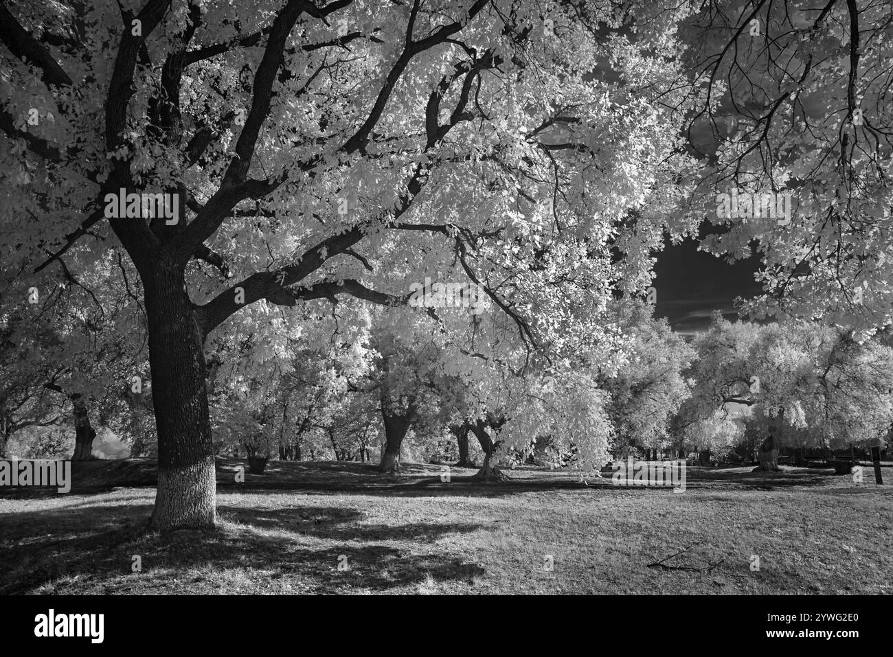 Infrared landscape of trees in forest in Albania Stock Photo - Alamy