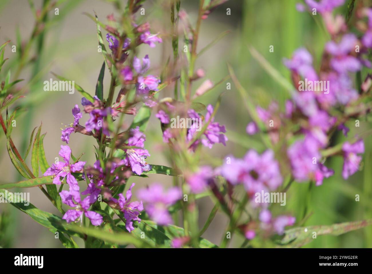 Wanded Loosestrife (Lythrum virgatum Stock Photo - Alamy