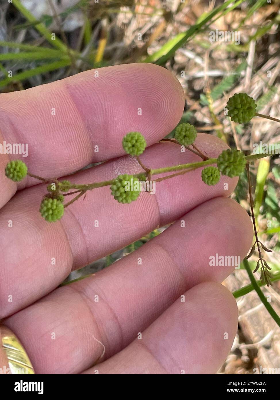 Mimosa microphylla hi-res stock photography and images - Alamy