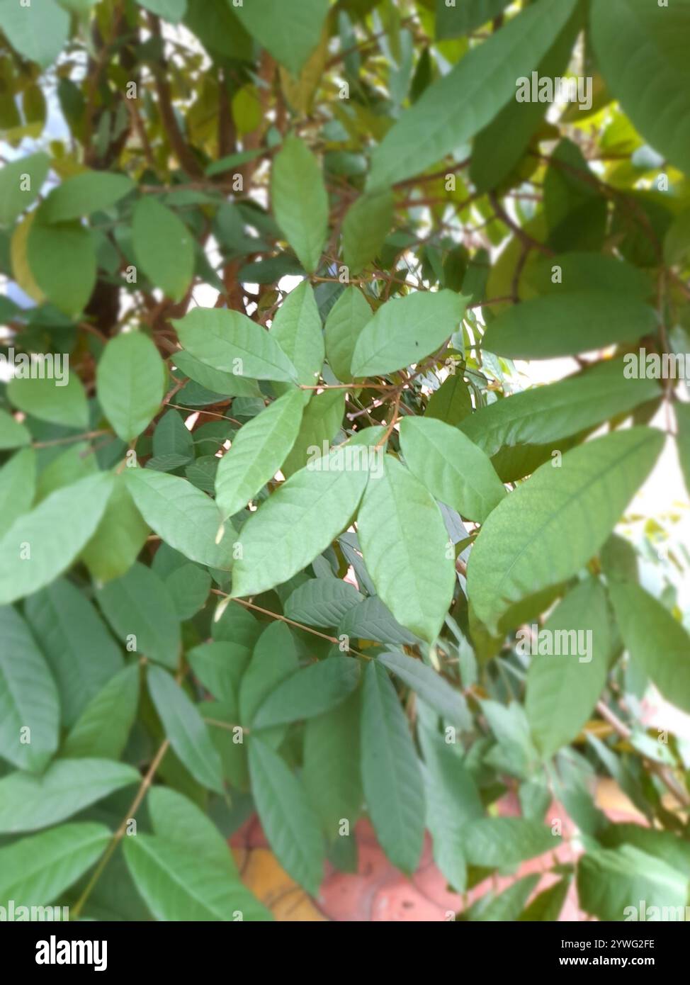 Wrightia tinctoria hi-res stock photography and images - Alamy