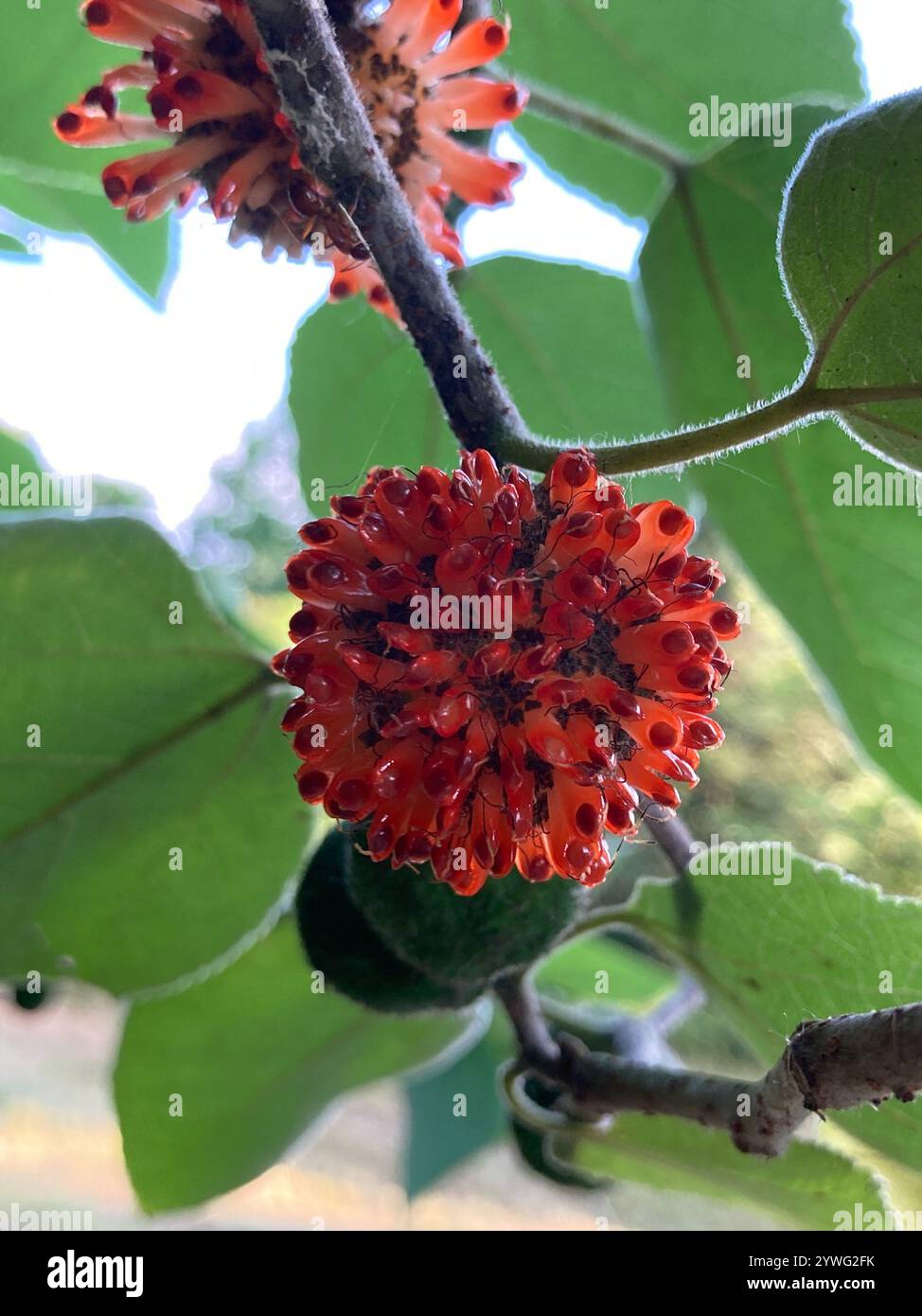 Paper mulberry (Broussonetia papyrifera Stock Photo - Alamy