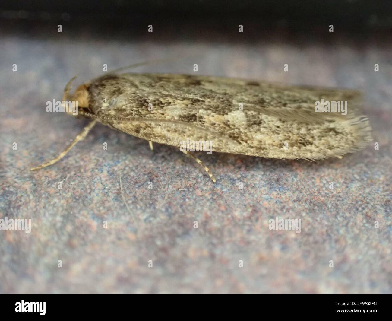 Brown House Moth (Hofmannophila pseudospretella Stock Photo - Alamy