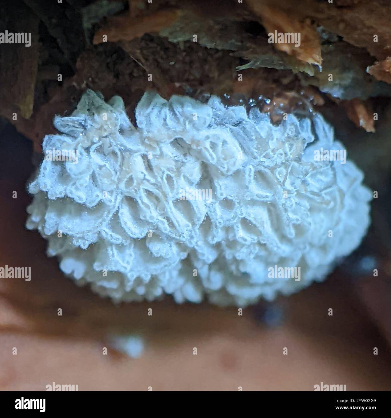 Honeycomb Coral Slime Mold (Ceratiomyxa porioides Stock Photo - Alamy