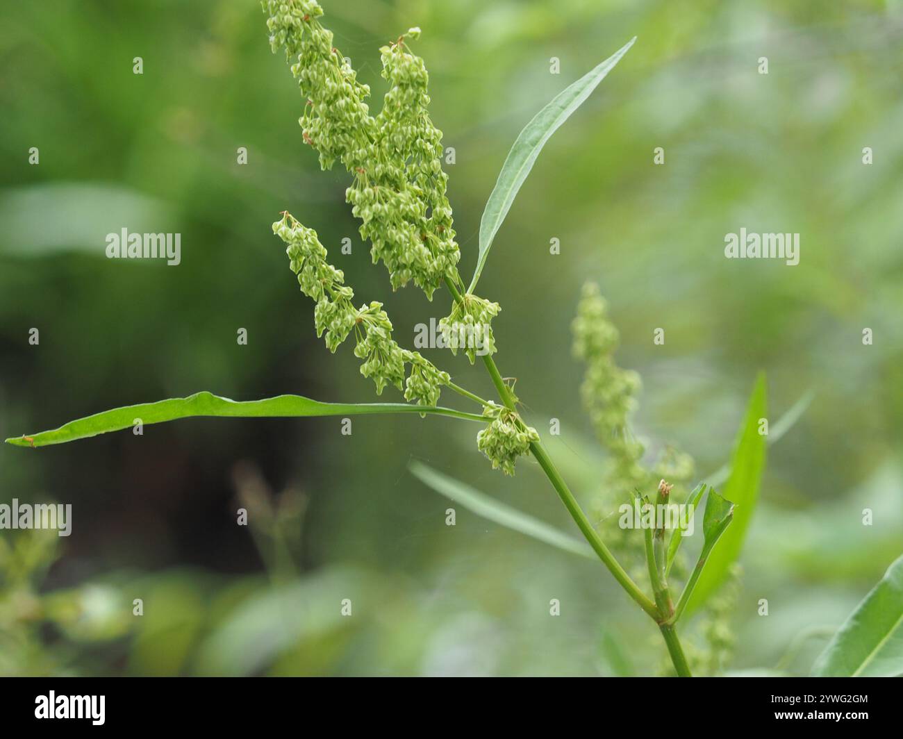 swamp dock (Rumex verticillatus Stock Photo - Alamy