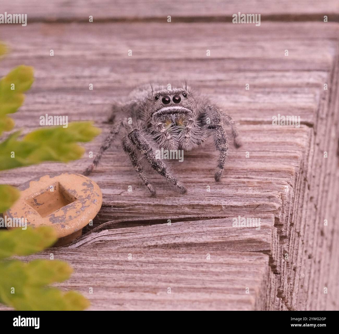 Marbled Purple Jumping Spider (Phidippus purpuratus Stock Photo - Alamy