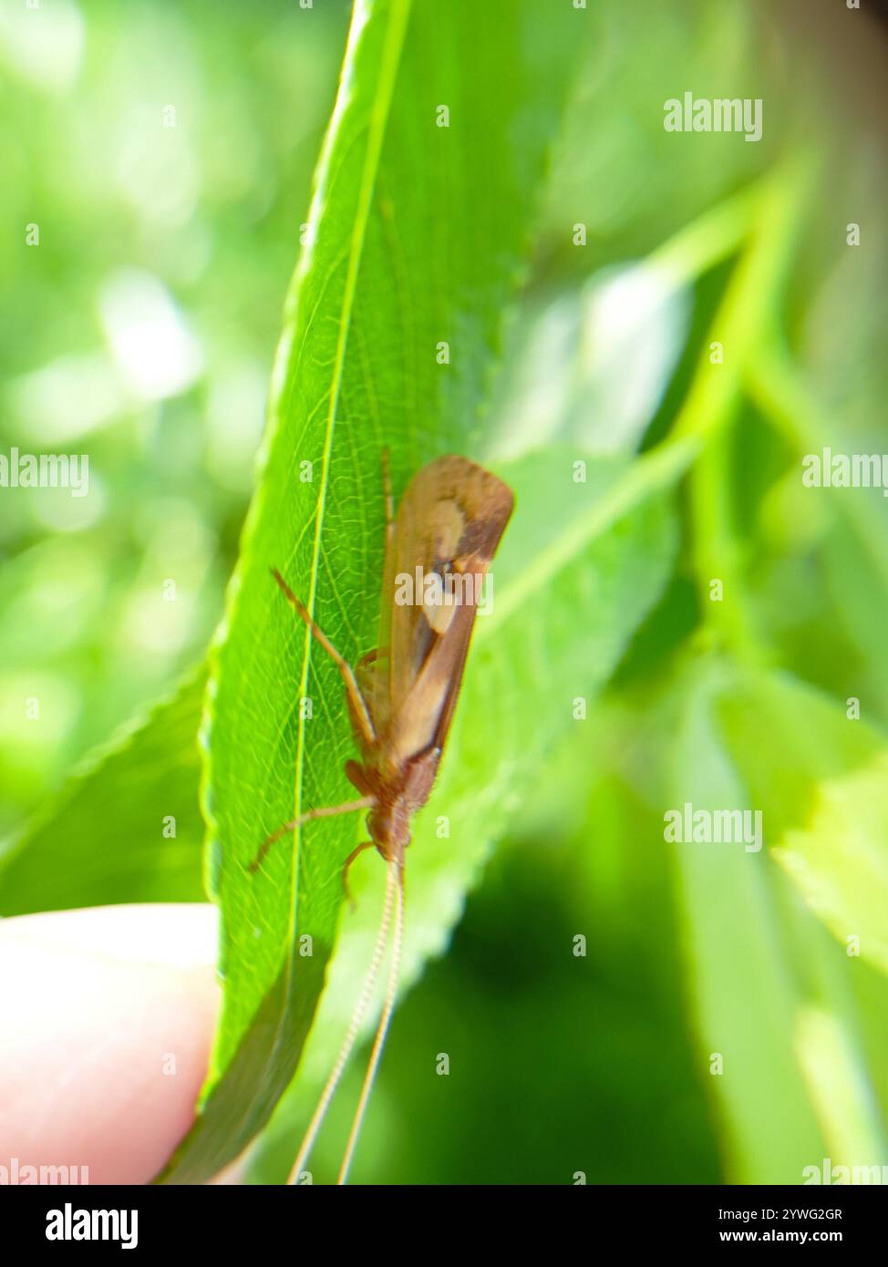 Diamond Northern Caddisfly (Limnephilus rhombicus Stock Photo - Alamy