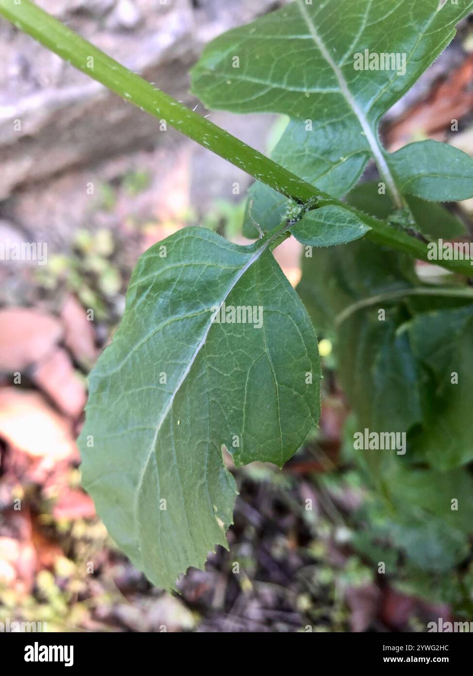 charlock (Mutarda arvensis Stock Photo - Alamy
