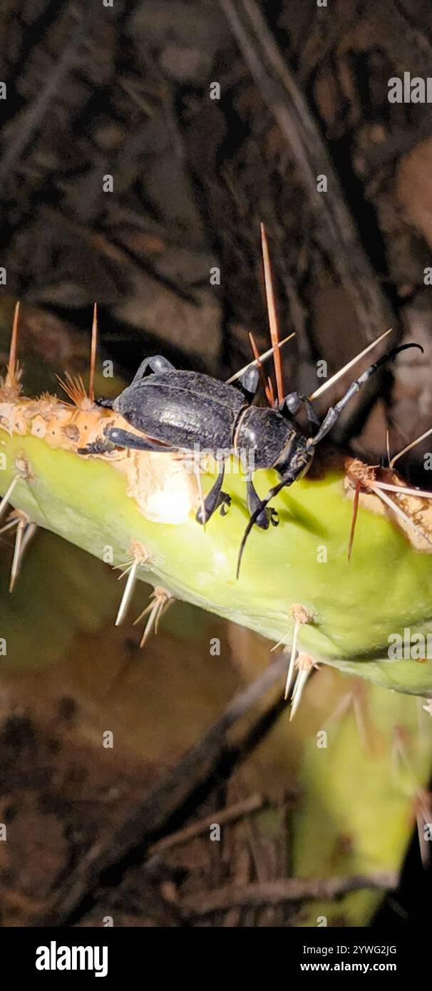 Giant Cactus Longhorn Beetle (Moneilema gigas Stock Photo - Alamy