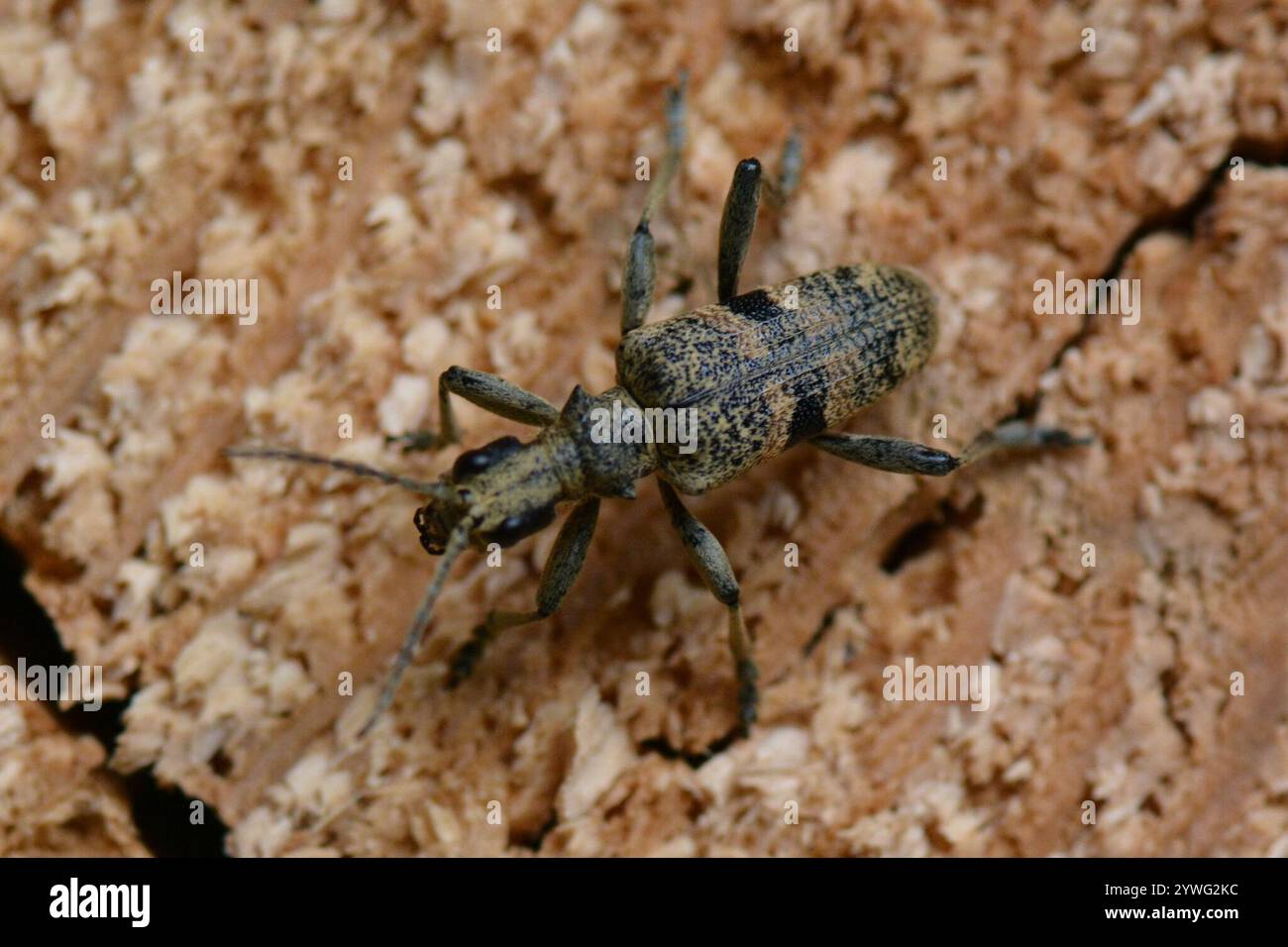 Blackspotted Longhorn Beetle (Rhagium mordax Stock Photo - Alamy