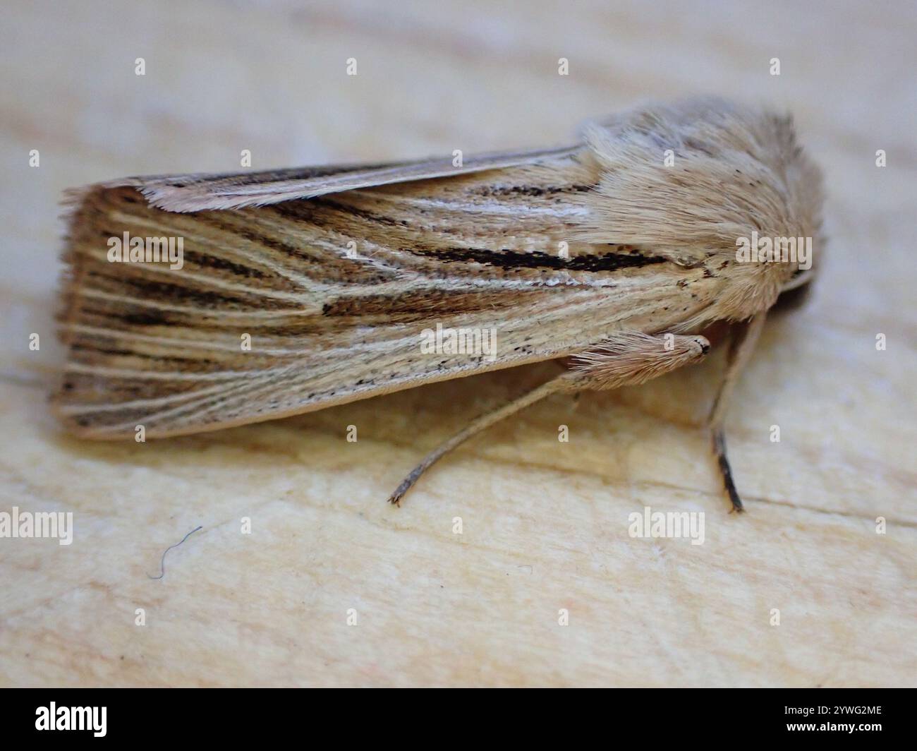 Shoulder-striped Wainscot (Leucania comma Stock Photo - Alamy