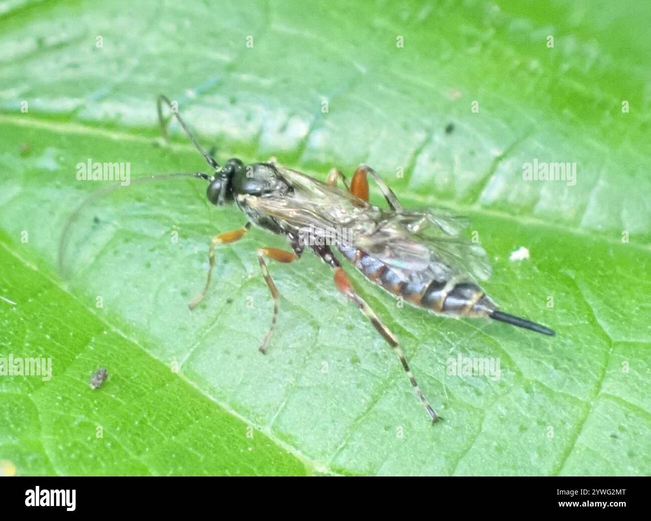 Maculator hi-res stock photography and images - Alamy