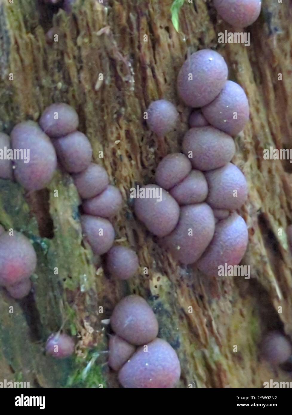 Wolf's Milk (Lycogala epidendrum Stock Photo - Alamy