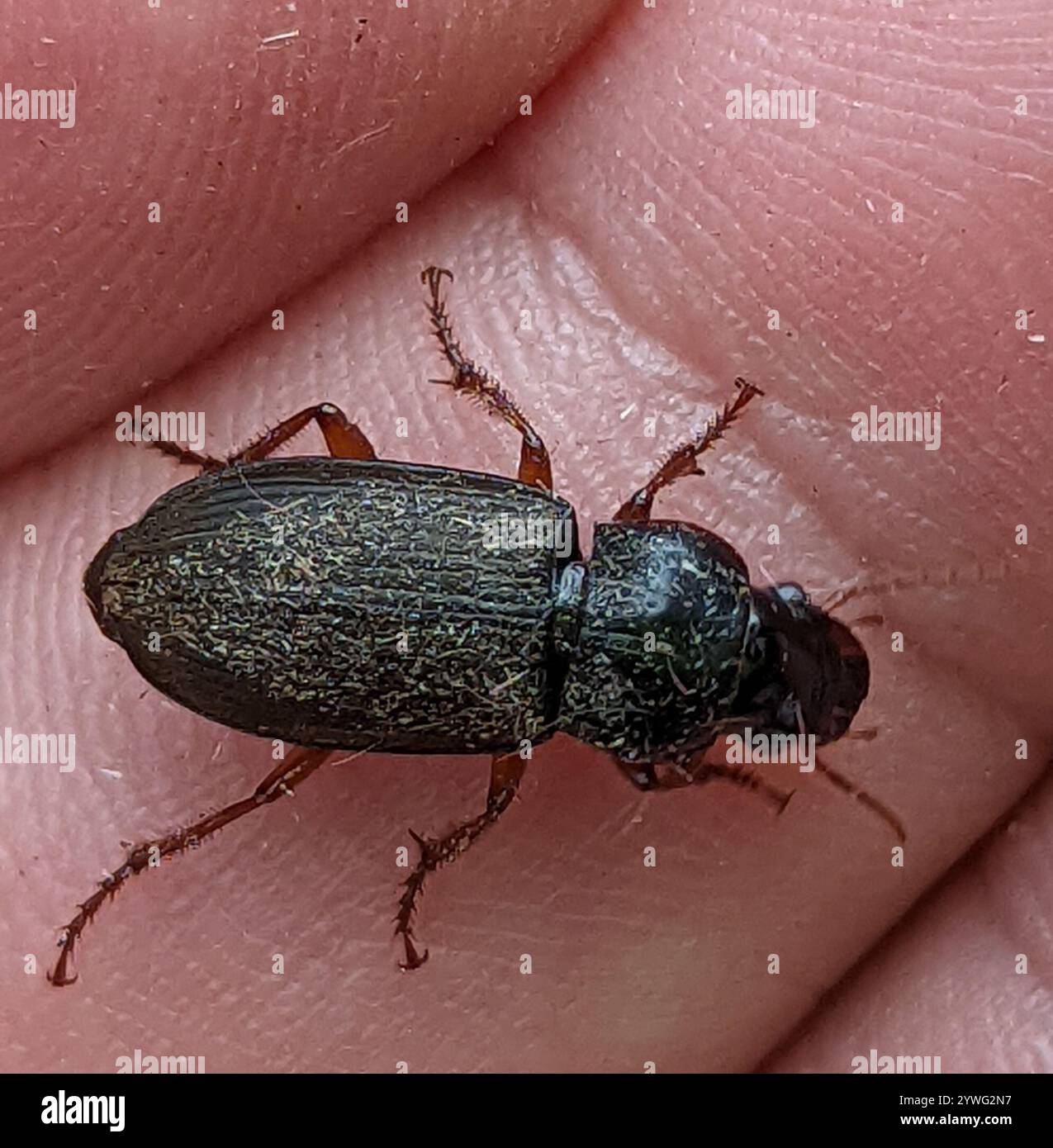 Strawberry Seed Beetle (Harpalus rufipes Stock Photo - Alamy