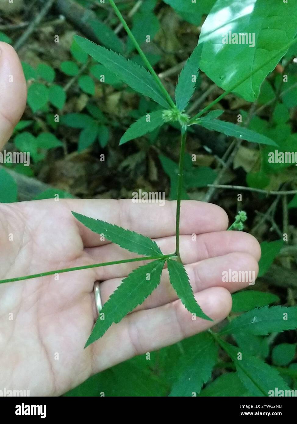 Black Snakeroot (Sanicula canadensis Stock Photo - Alamy