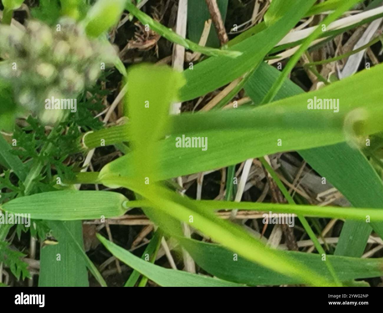 northern sweetgrass (Anthoxanthum hirtum Stock Photo - Alamy
