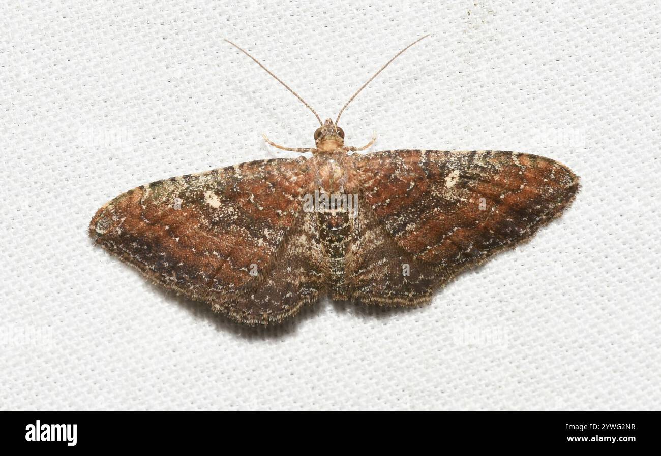 Gem Moth (Orthonama obstipata Stock Photo - Alamy