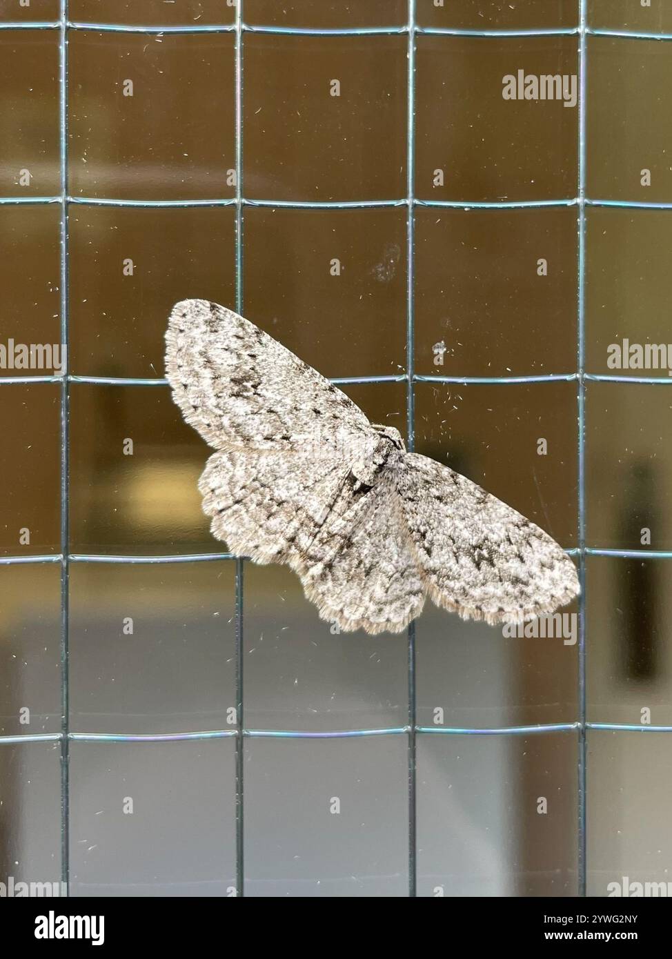 Small Engrailed (Ectropis crepuscularia Stock Photo - Alamy