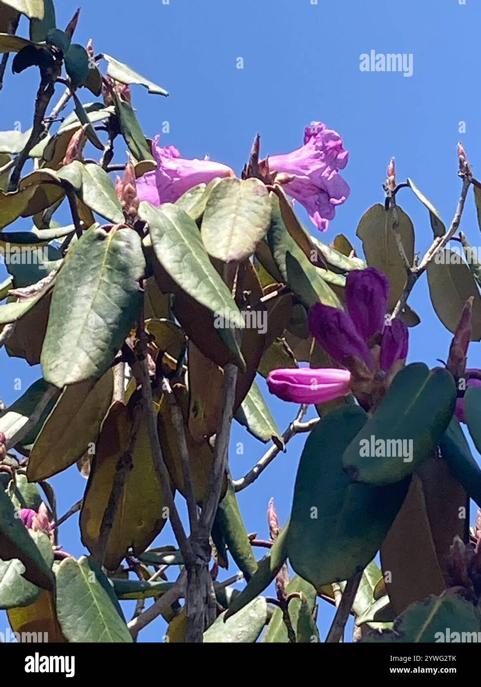 rhododendrons and azaleas (Rhododendron Stock Photo - Alamy