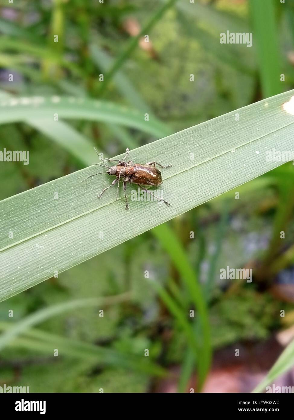Grooved Leaf Beetle (Donacia semicuprea Stock Photo - Alamy