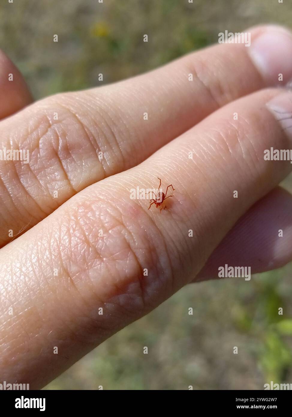 Mites and Ticks (Acari Stock Photo - Alamy