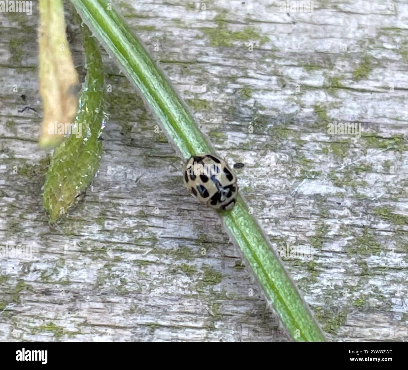 Fourteen-spotted Lady Beetle (Propylea quatuordecimpunctata Stock Photo ...
