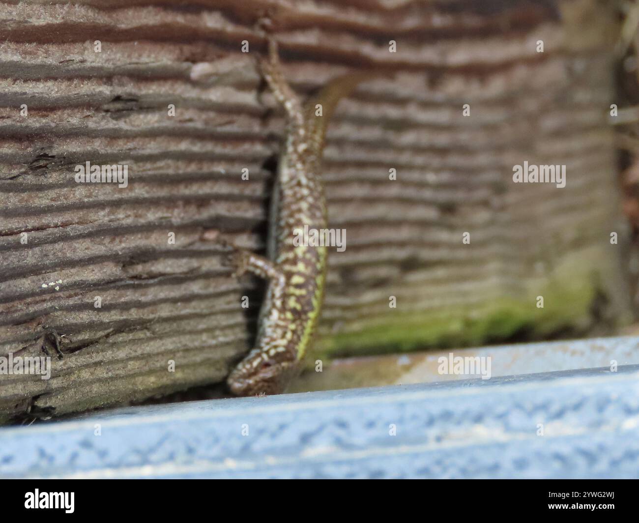 Common Wall Lizard (Podarcis muralis Stock Photo - Alamy