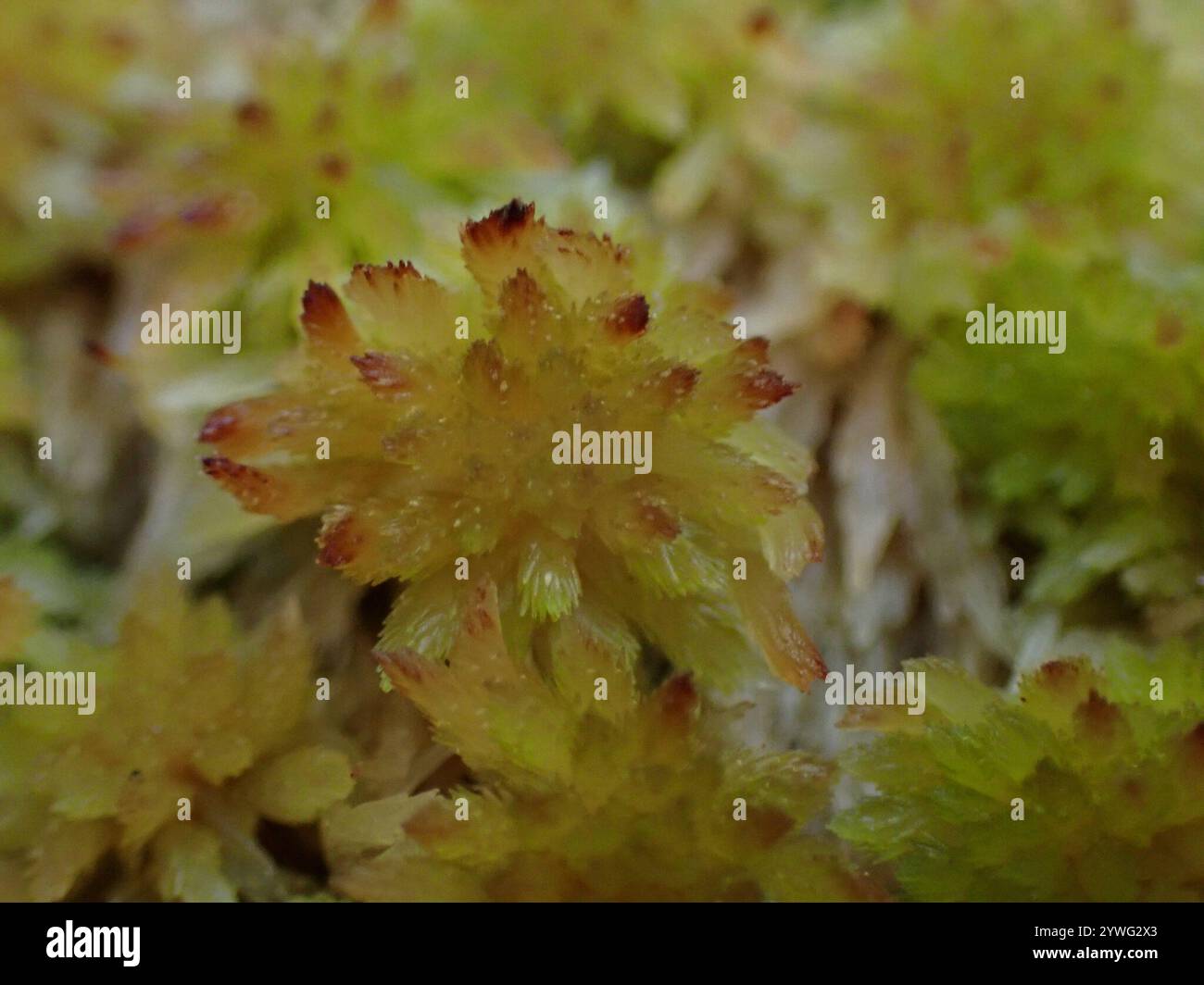 Sphagnum subg. Acutifolia (Acutifolia Stock Photo - Alamy